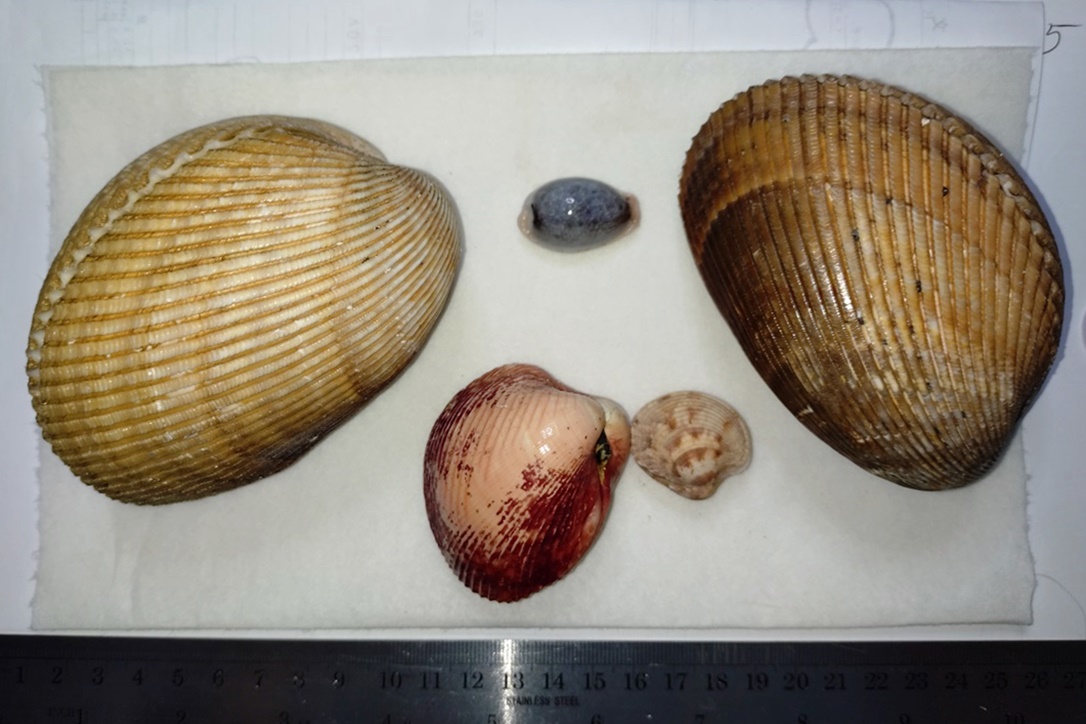 会員様用 プレゼントの貝 | シェルペディア 日本の貝 | Shellpedia