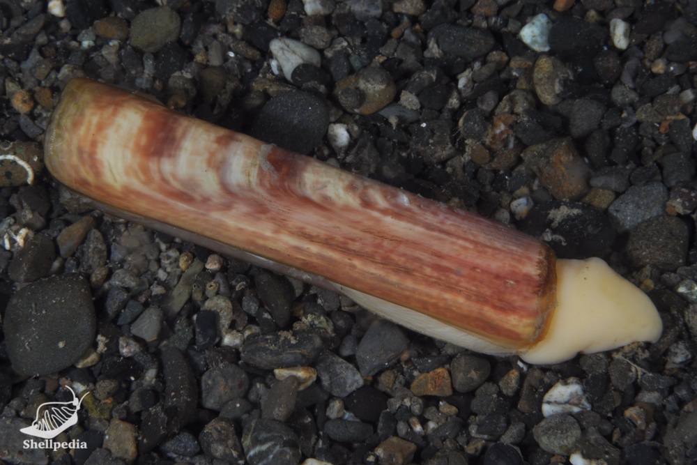 アカマテガイ, Solen gordonis Yokoyama, 1920