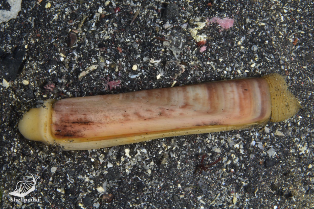 アカマテガイ, Solen gordonis Yokoyama, 1920