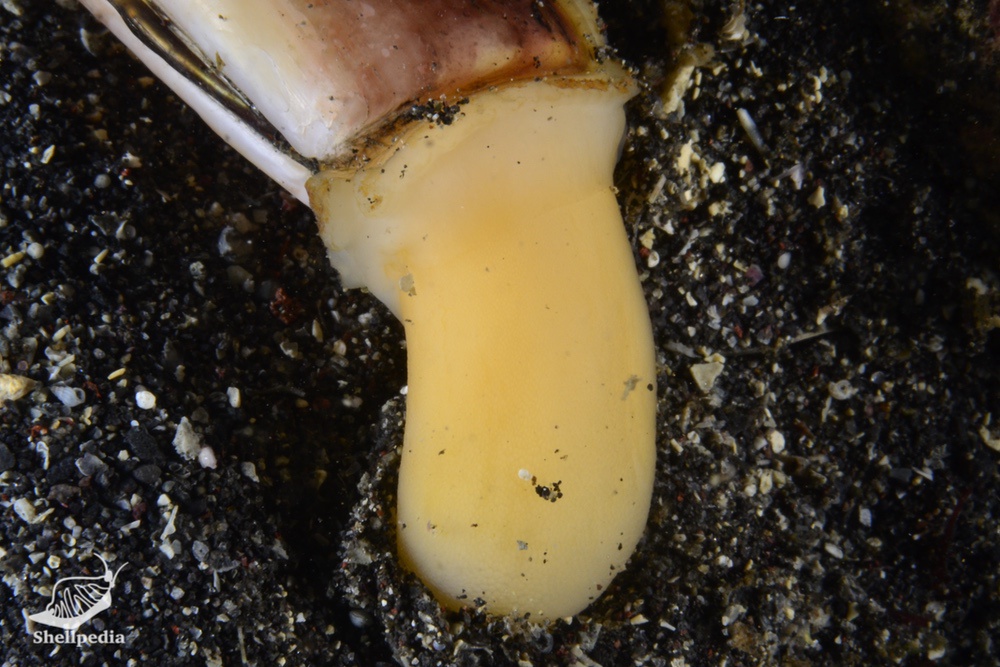 アカマテガイ, Solen gordonis Yokoyama, 1920