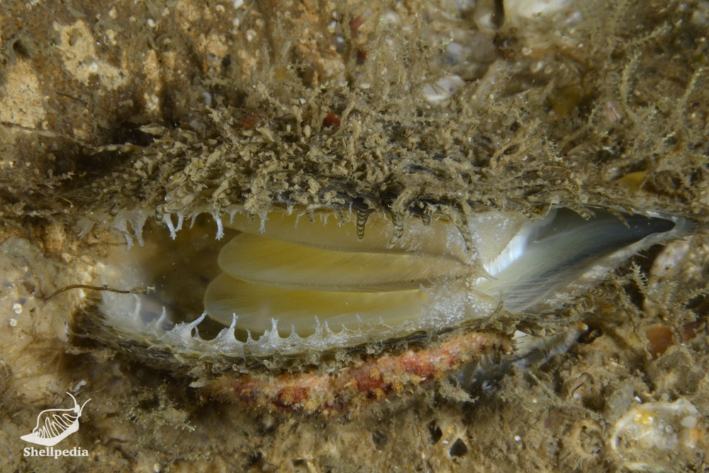 日本の貝図鑑 shellpedia