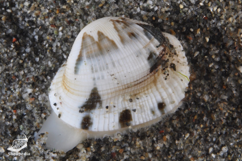 アサリ, Ruditapes philippinarum (Adams & Reeve, 1850)