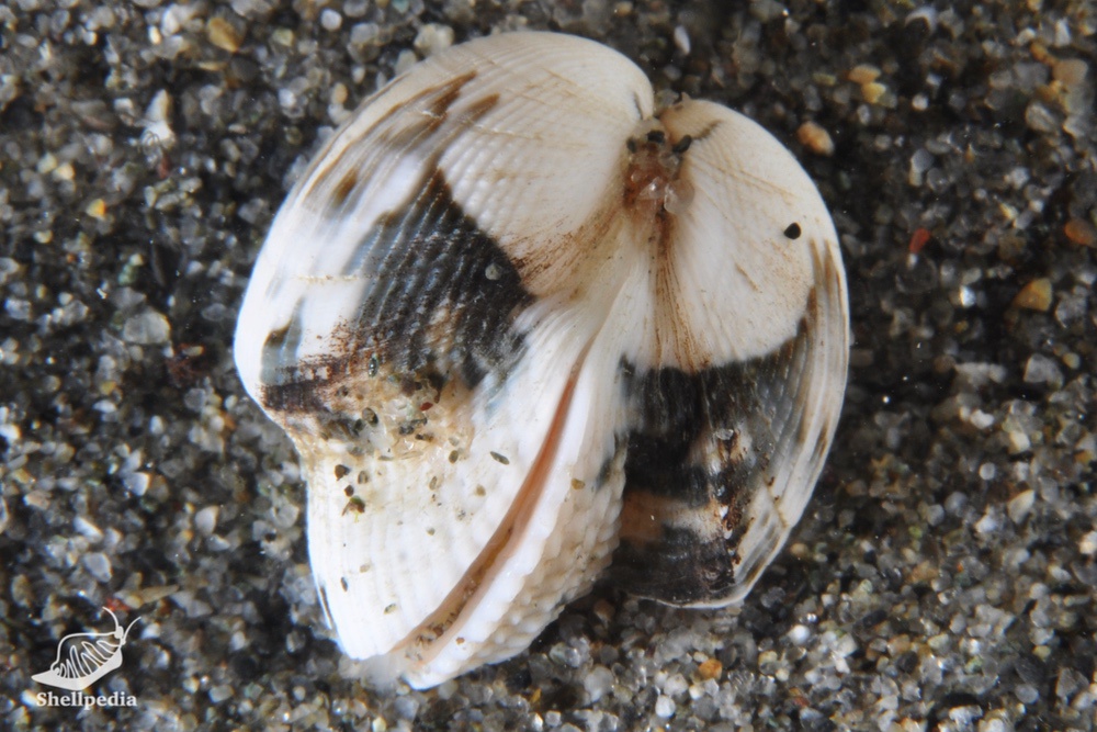 アサリ, Ruditapes philippinarum (Adams & Reeve, 1850)