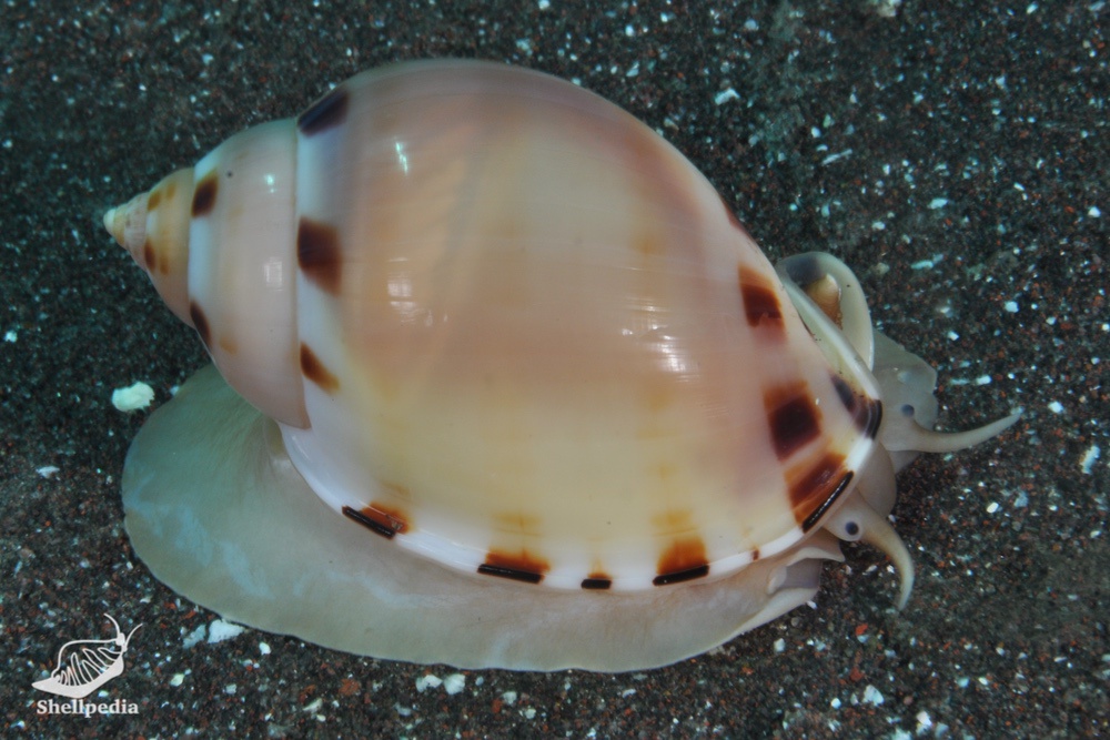 アメガイ, Casmaria ponderosa (Gmelin, 1791)