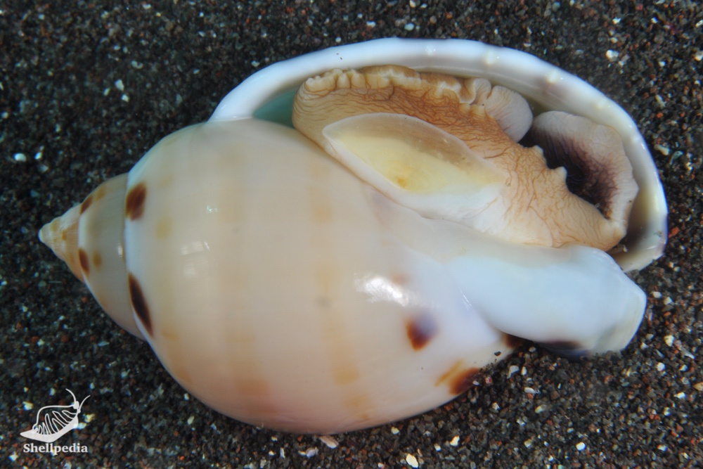 アメガイ, Casmaria ponderosa (Gmelin, 1791)