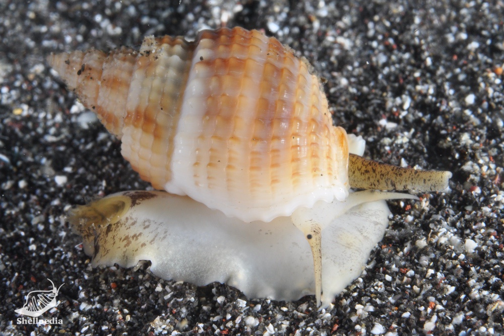 アラレガイ, Nassarius conoidalis (Deshayes, 1832)