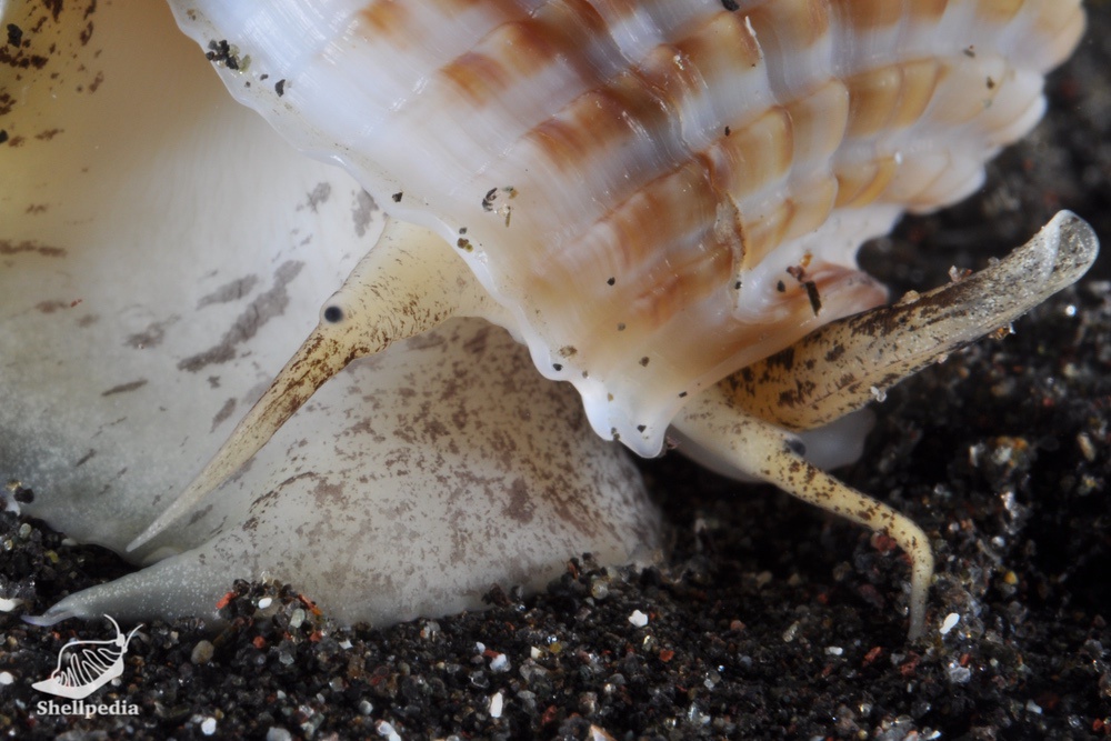 アラレガイ, Nassarius conoidalis (Deshayes, 1832)