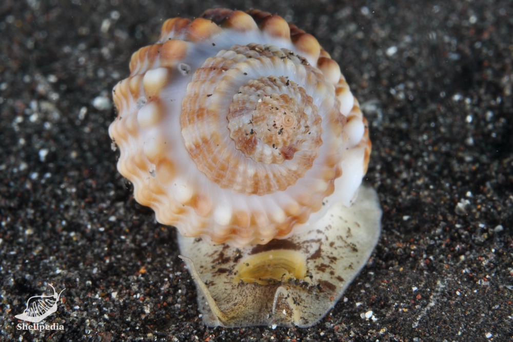 アラレガイ, Nassarius conoidalis (Deshayes, 1832)