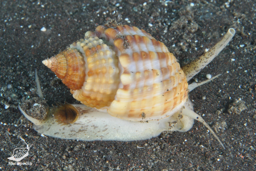 アラレガイ, Nassarius conoidalis (Deshayes, 1832)