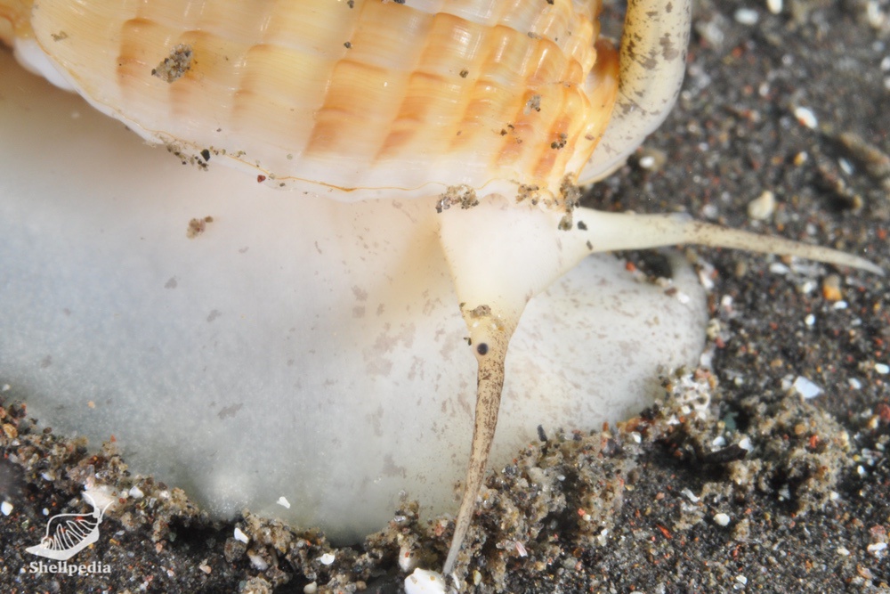 アラレガイ, Nassarius conoidalis (Deshayes, 1832)