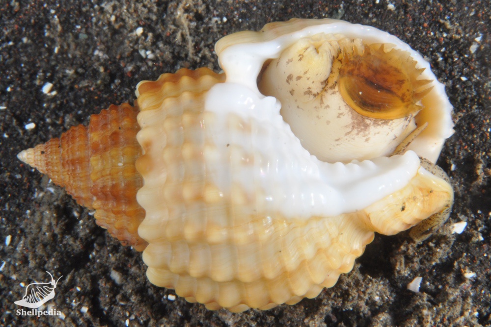 アラレガイ, Nassarius conoidalis (Deshayes, 1832)