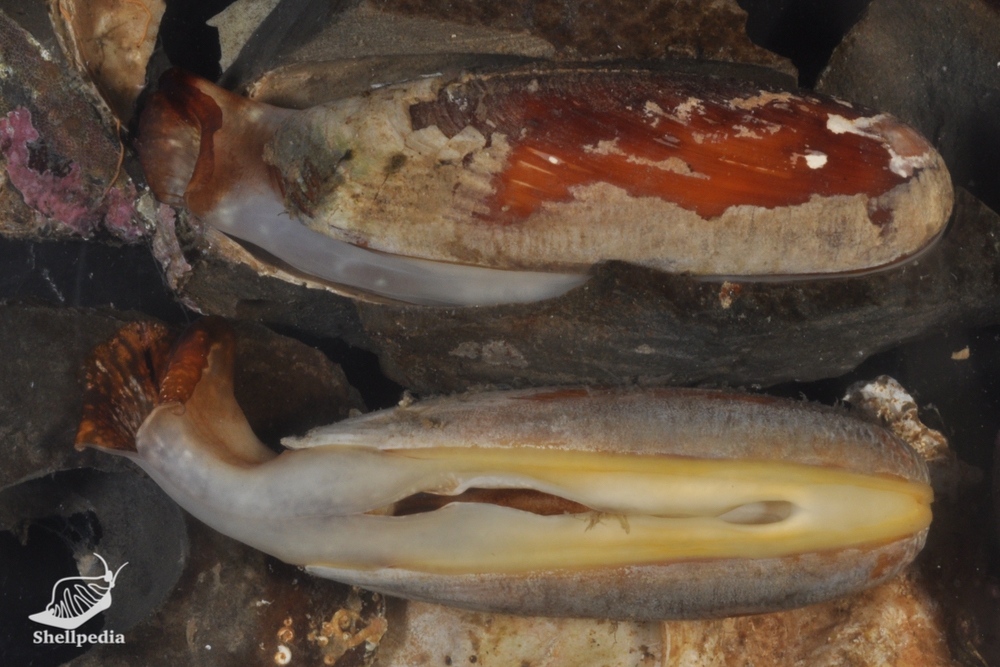 イシマテ, Leiosolenus lischkei M. Huber, 2010