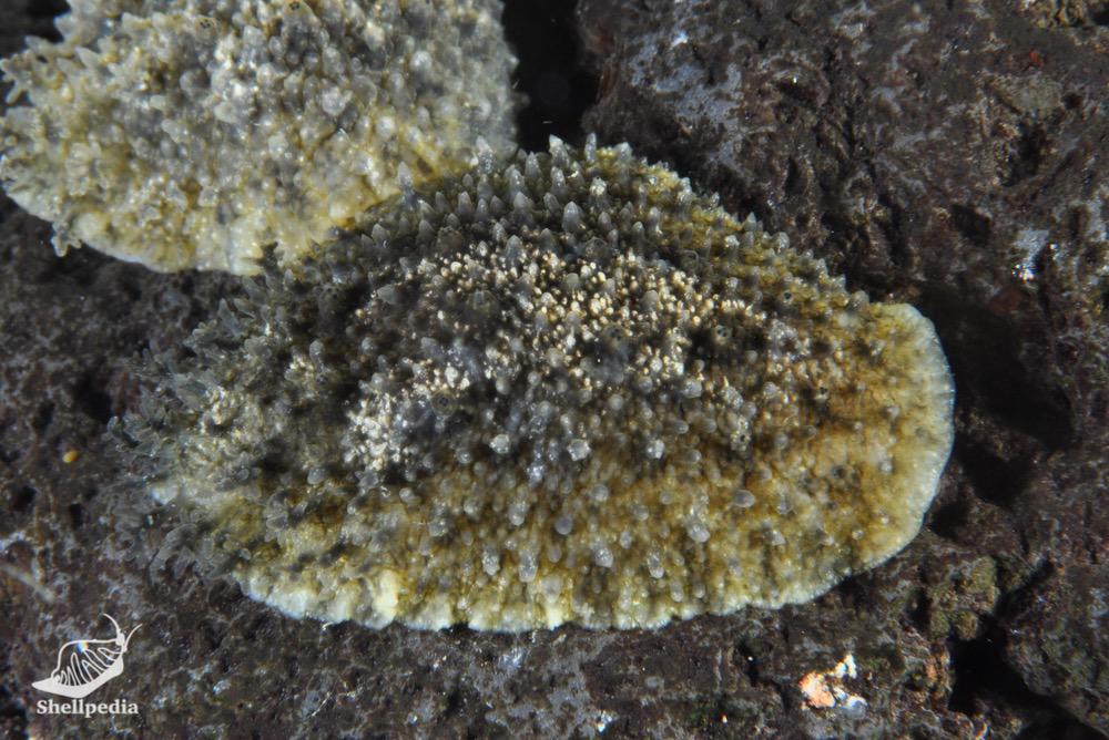 イソアワモチ, Peronia verruculata (Cuvier, 1830)