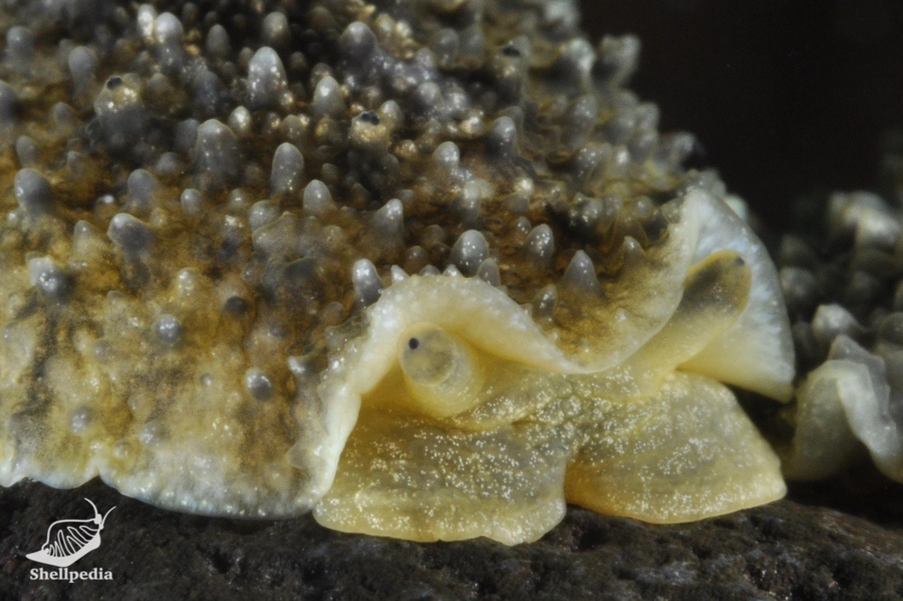 イソアワモチ, Peronia verruculata (Cuvier, 1830)