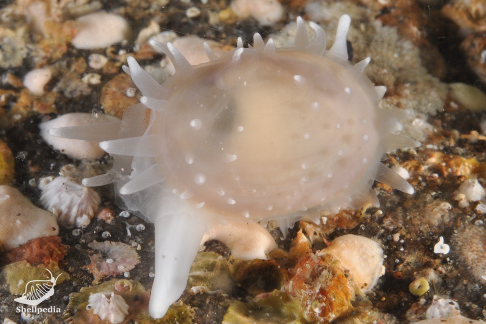 イナズママメアゲマキ, Scintilla violescens Kuroda & Iw. Taki, 1961