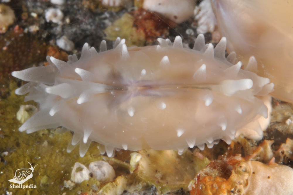 イナズママメアゲマキ, Scintilla violescens Kuroda & Iw. Taki, 1961