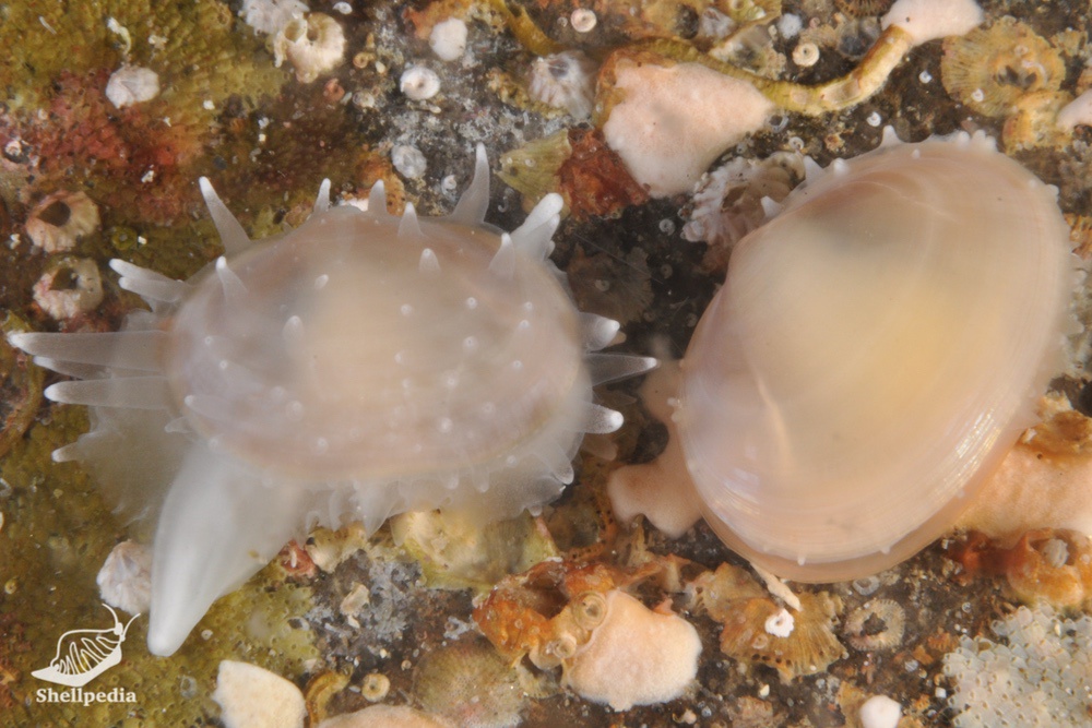 イナズママメアゲマキ, Scintilla violescens Kuroda & Iw. Taki, 1961