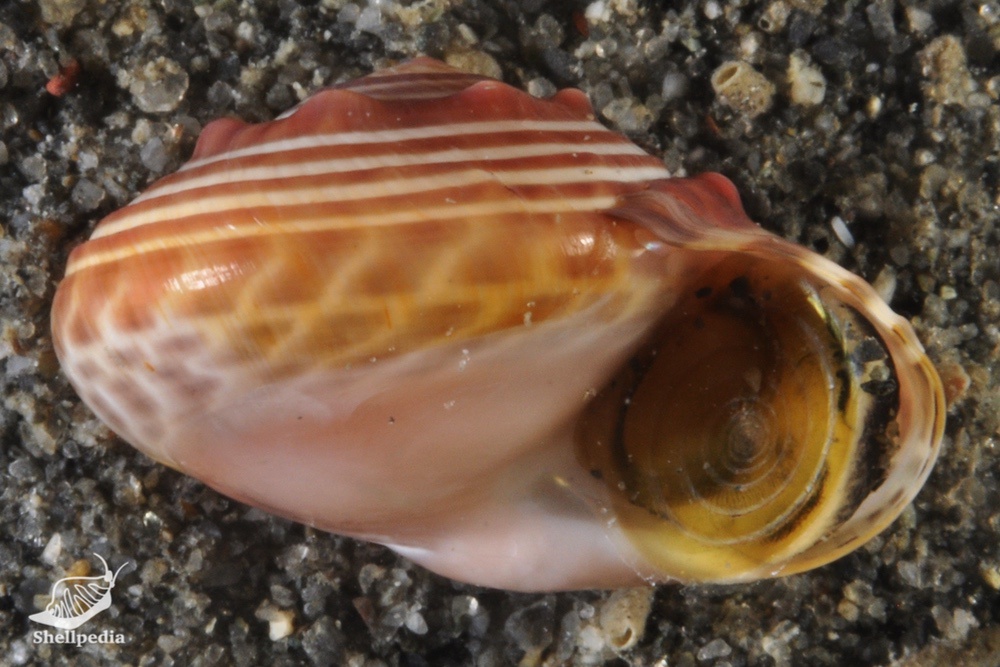 イボキサゴ, Umbonium moniliferum (Lamarck, 1822)