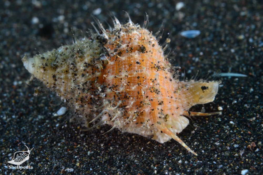 イボボラ, Distorsio reticularis (Linnaeus, 1758)