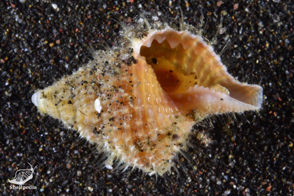 イボボラ, Distorsio reticularis (Linnaeus, 1758)