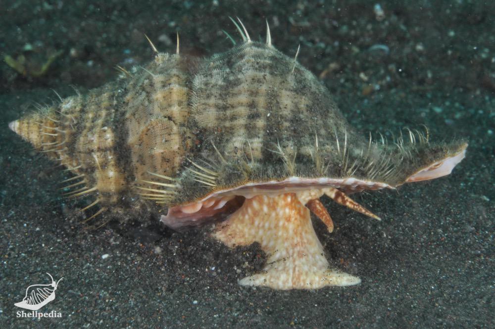 イボボラ, Distorsio reticularis (Linnaeus, 1758)