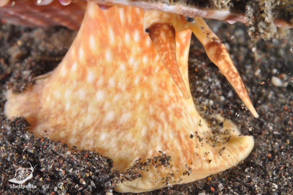 イボボラ, Distorsio reticularis (Linnaeus, 1758)