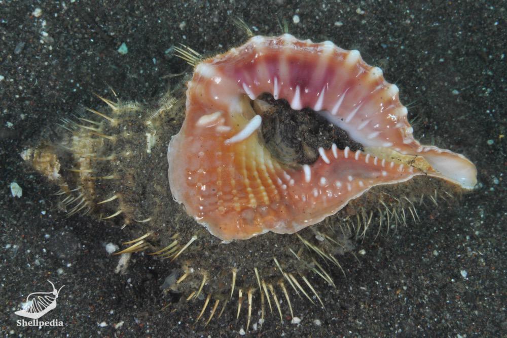 イボボラ, Distorsio reticularis (Linnaeus, 1758)