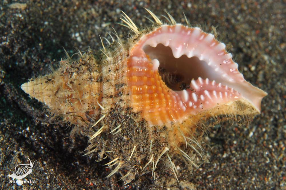 イボボラ, Distorsio reticularis (Linnaeus, 1758)