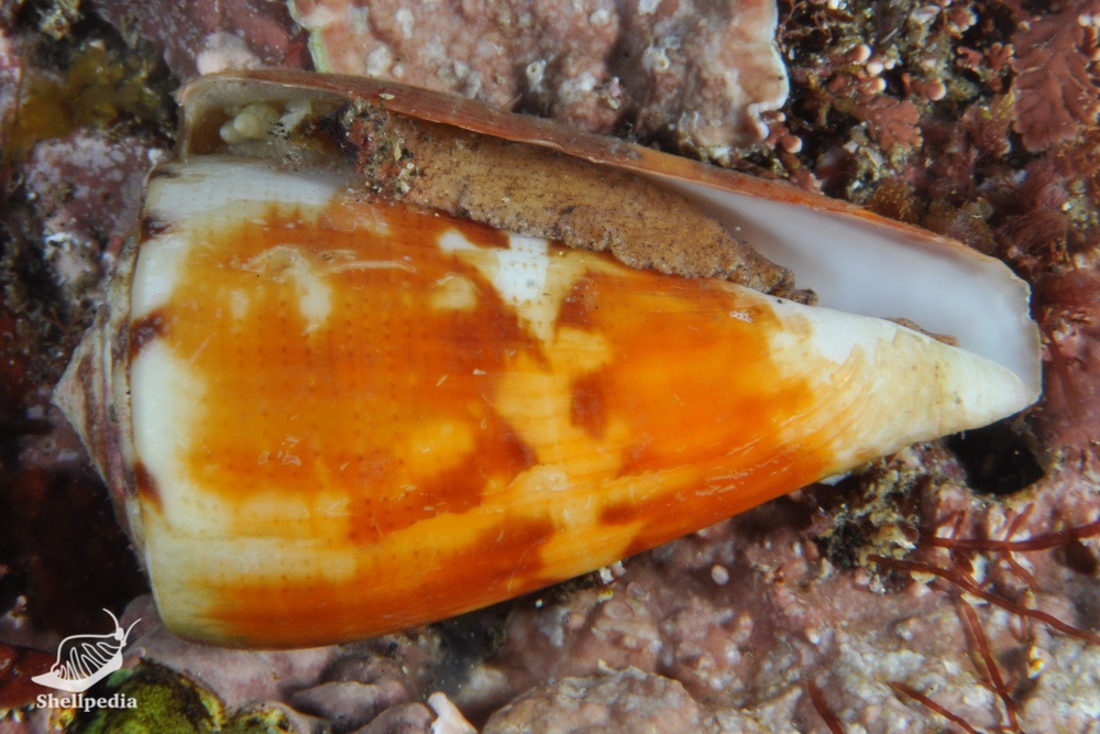 イモガイクチキレモドキ, Boonea okamurai Hori & Okutani, 1996