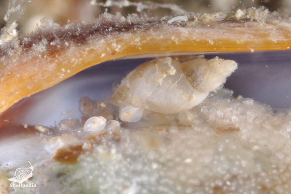 イモガイクチキレモドキ, Boonea okamurai Hori & Okutani, 1996