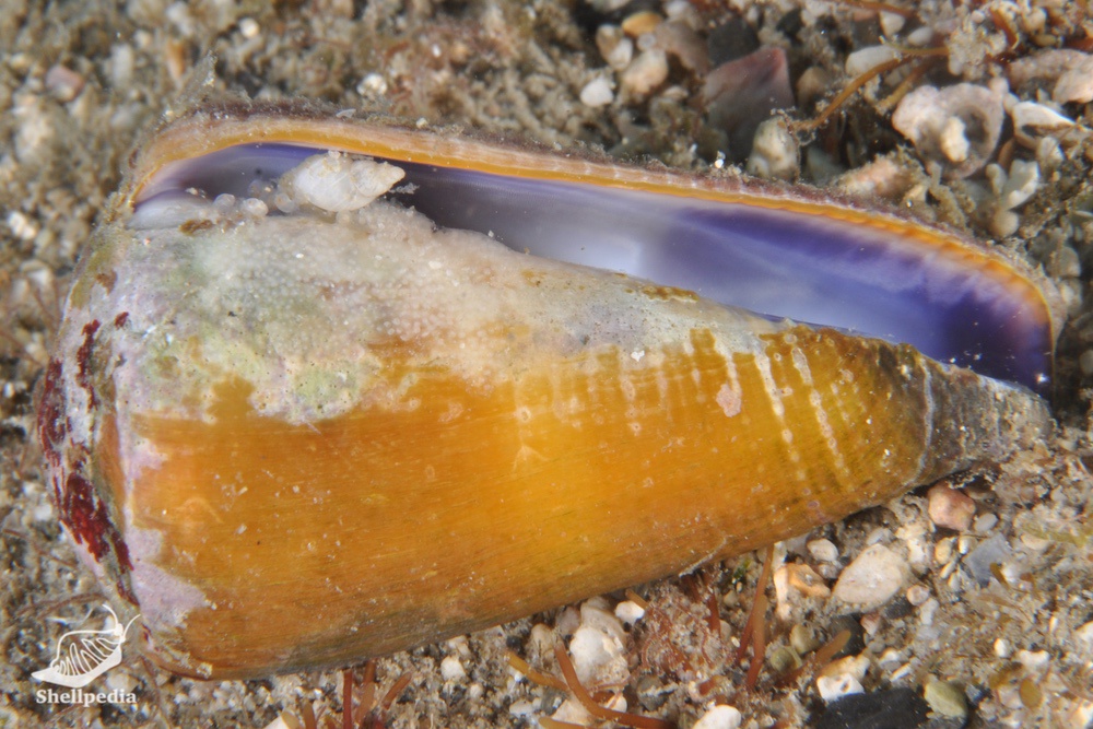 イモガイクチキレモドキ, Boonea okamurai Hori & Okutani, 1996