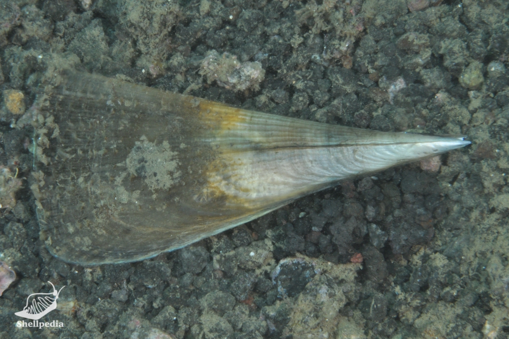 イワカワハゴロモ, Pinna muricata Linnaeus, 1758