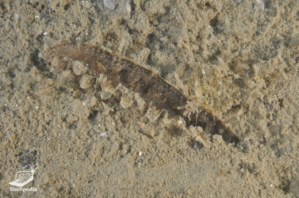 イワカワハゴロモ, Pinna muricata Linnaeus, 1758