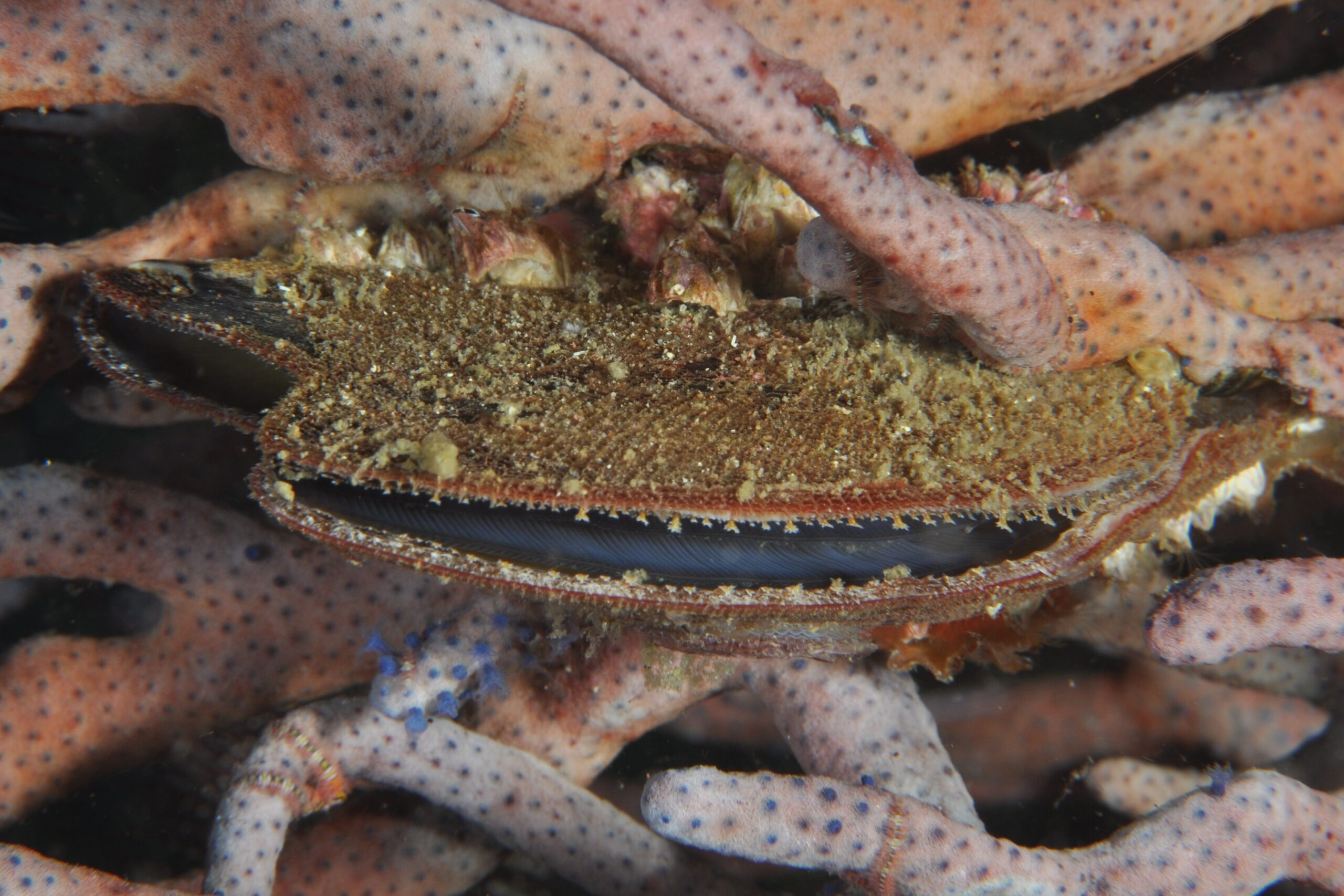 ウグイスガイ, Pteria heteroptera (Lamarck, 1819)