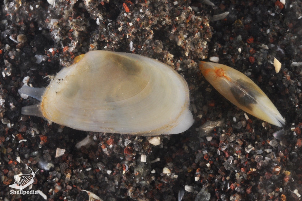 ウズザクラ, Nitidotellina lischkei M. Huber, Langleit & Kreipl, 2015