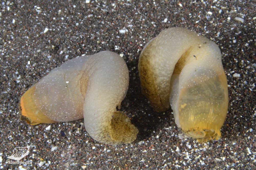 ウツセミガイ, Akera soluta Gmelin, 1791