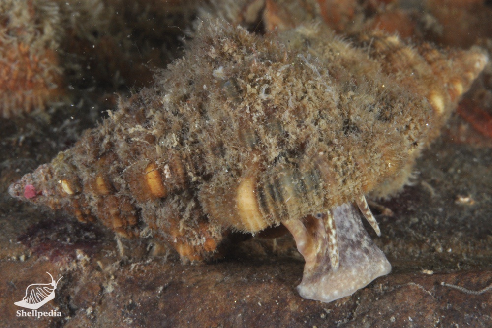 ウネボラ, Gyrineum natator (Röding, 1798)