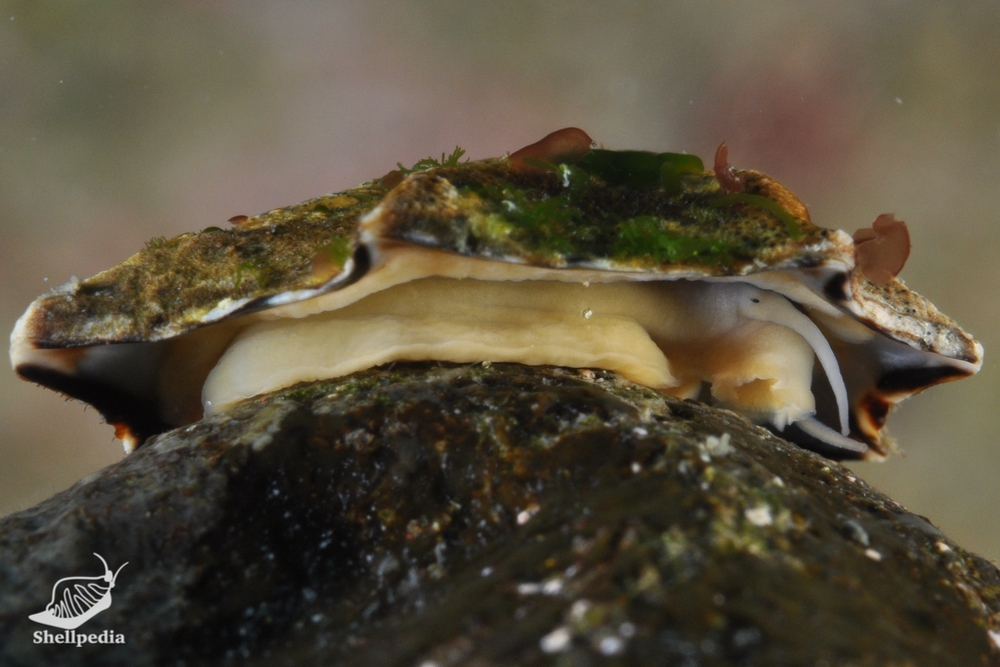 ウノアシ, Patelloida lanx (Reeve, 1855)