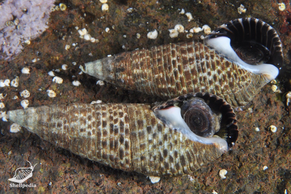 ウミニナ, Batillaria multiformis (Lischke, 1869)