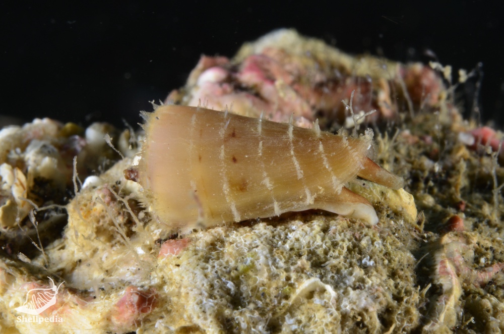 ウラシマイモ, Conus recluzianus forma urashimanus Kuroda & Ito, 1961