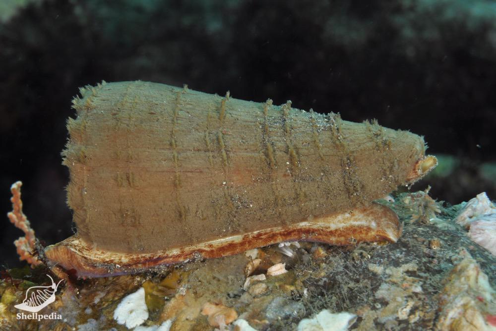 ウラシマイモ, Conus recluzianus forma urashimanus Kuroda & Ito, 1961