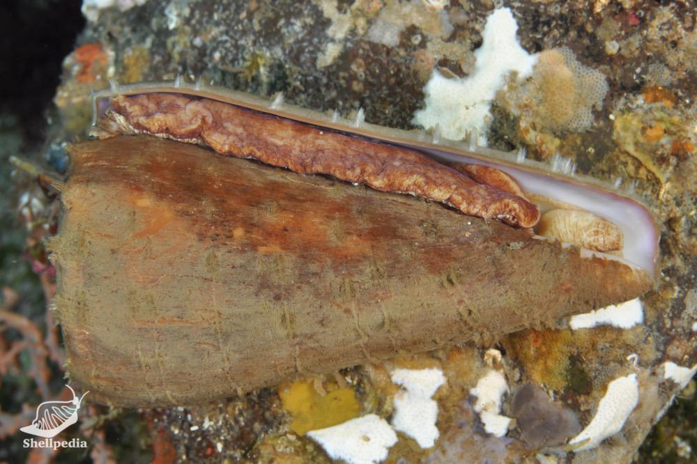 ウラシマイモ, Conus recluzianus forma urashimanus Kuroda & Ito, 1961