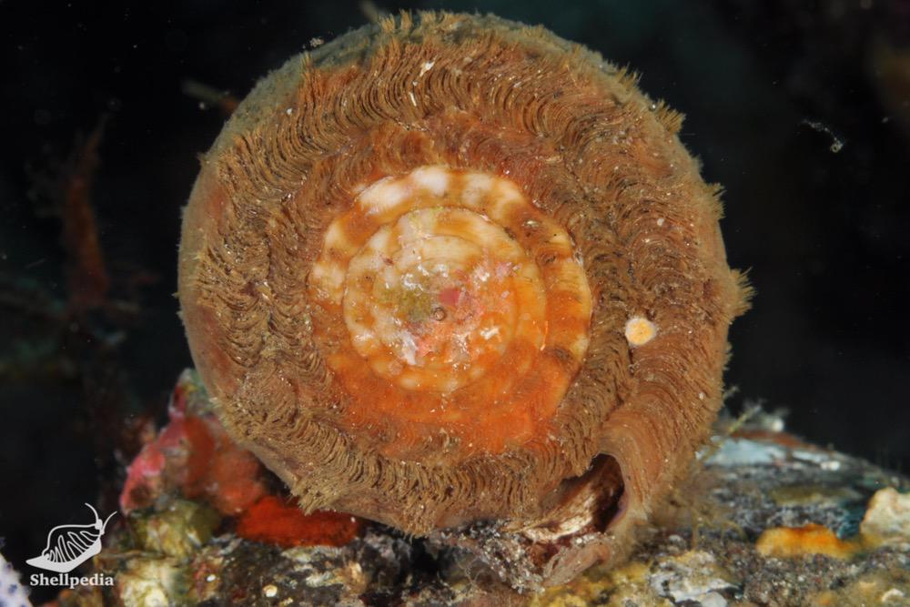 ウラシマイモ, Conus recluzianus forma urashimanus Kuroda & Ito, 1961