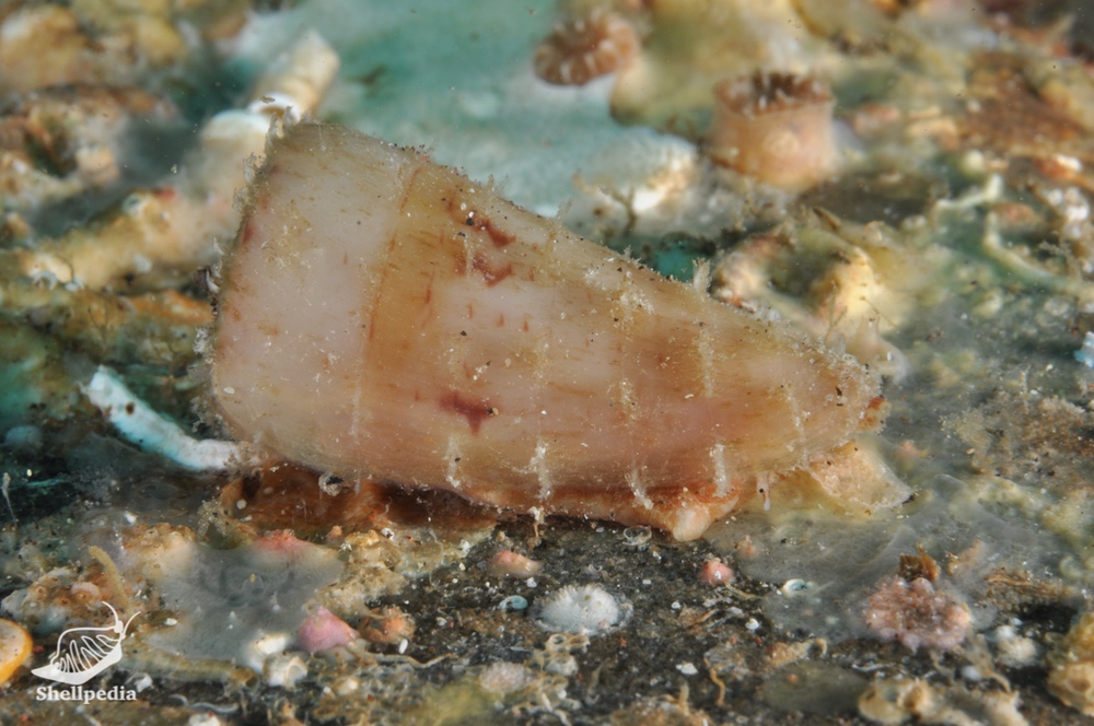 ウラシマイモ, Conus recluzianus forma urashimanus Kuroda & Ito, 1961