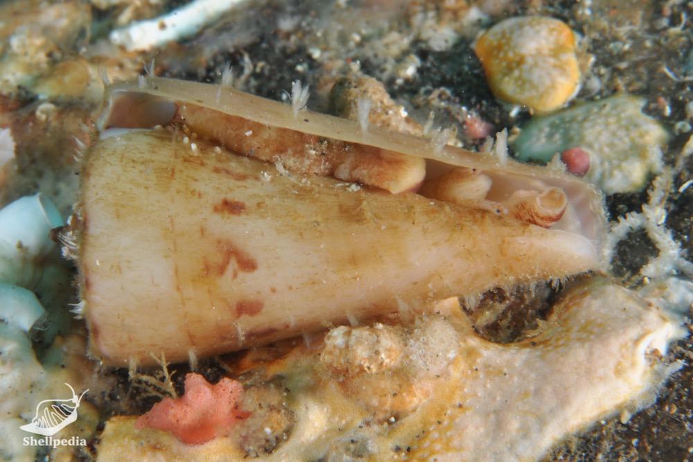 ウラシマイモ, Conus recluzianus forma urashimanus Kuroda & Ito, 1961