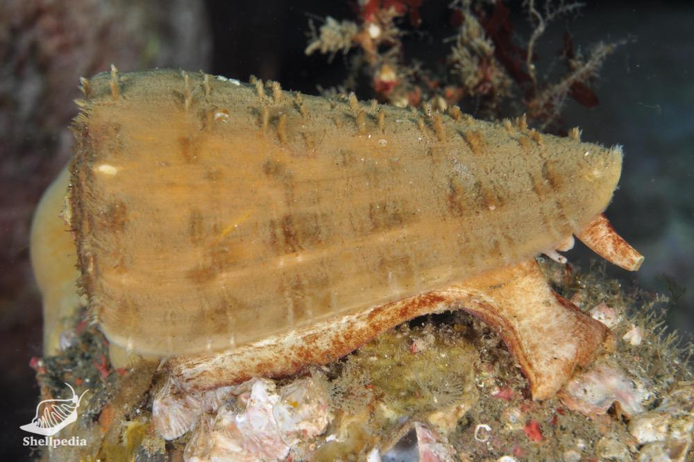 ウラシマイモ, Conus recluzianus forma urashimanus Kuroda & Ito, 1961