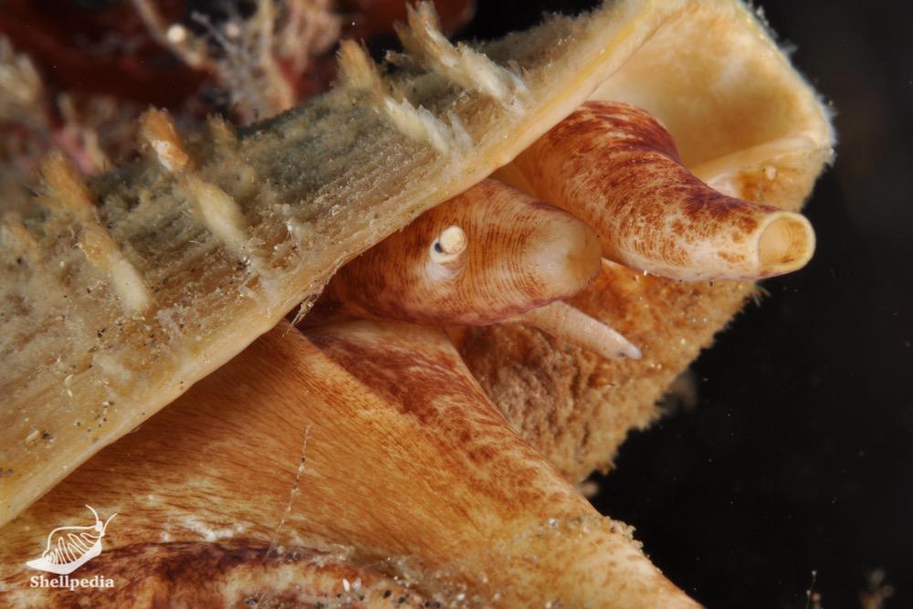 ウラシマイモ, Conus recluzianus forma urashimanus Kuroda & Ito, 1961