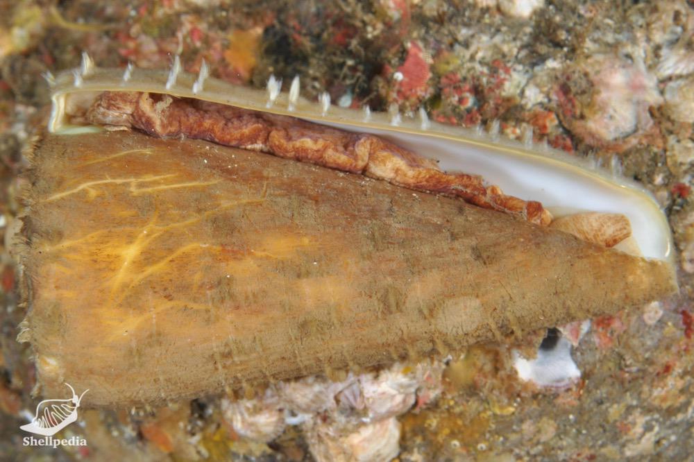 ウラシマイモ, Conus recluzianus forma urashimanus Kuroda & Ito, 1961