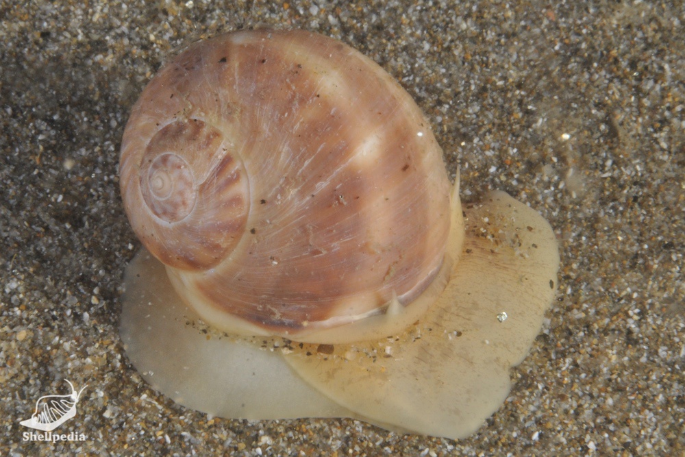 エゾタマガイ, Cryptonatica janthostomoides (Kuroda & Habe, 1949)