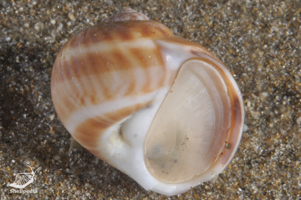 エゾタマガイ, Cryptonatica janthostomoides (Kuroda & Habe, 1949)